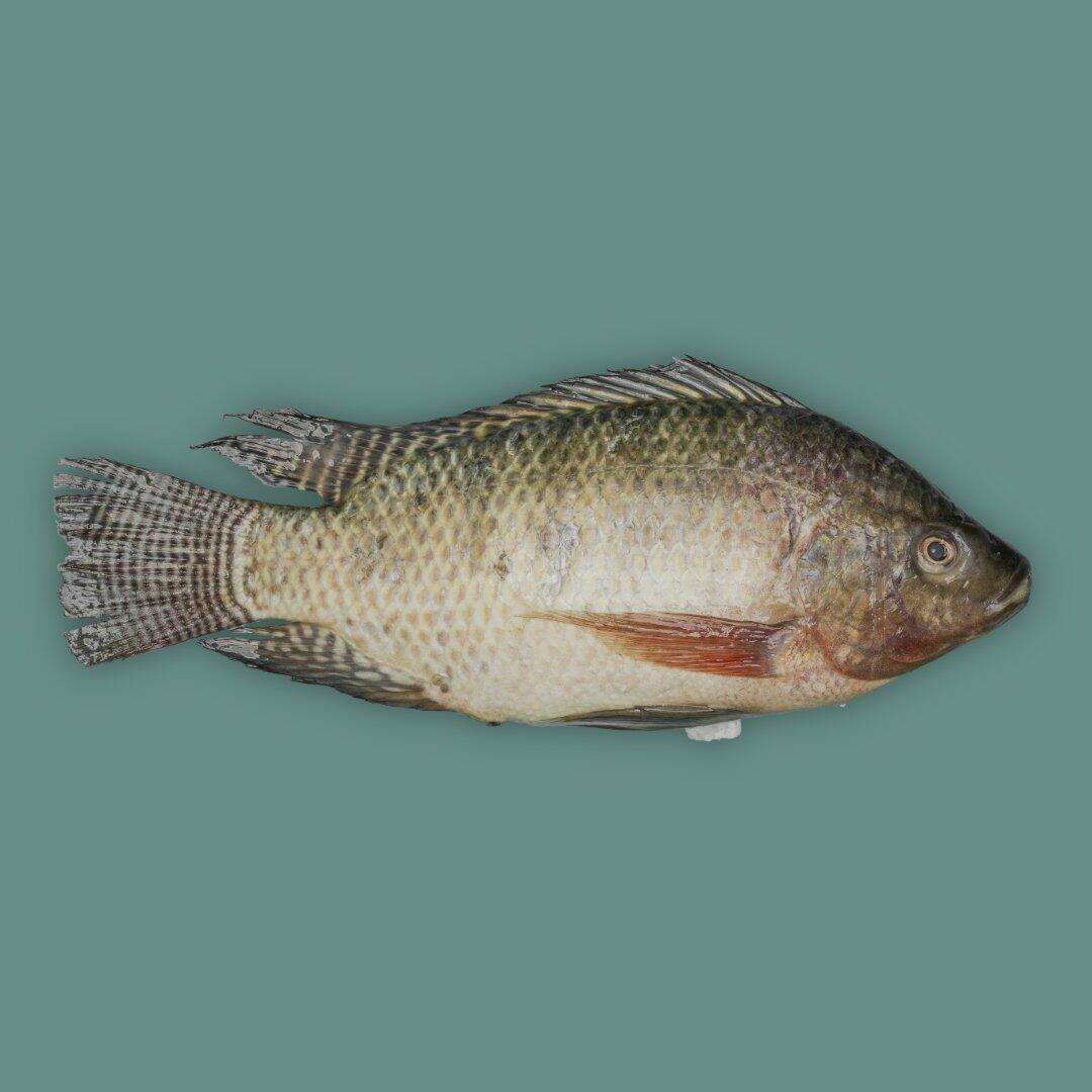 Buy Fresh Fish Online Kuwait | Same Day Fish Delivery | FishMarketKW ...